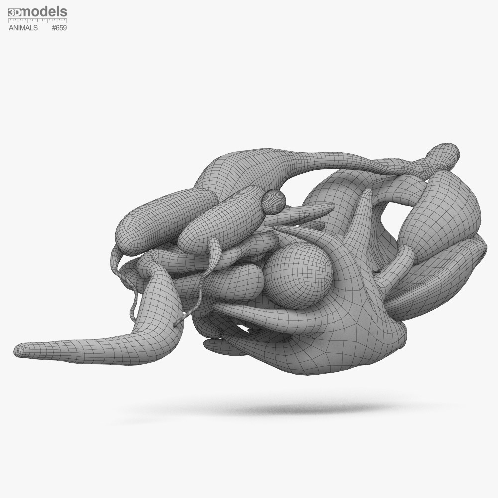 Complete Frog Anatomy 3D model - Download Amphibians on 3DModels.org