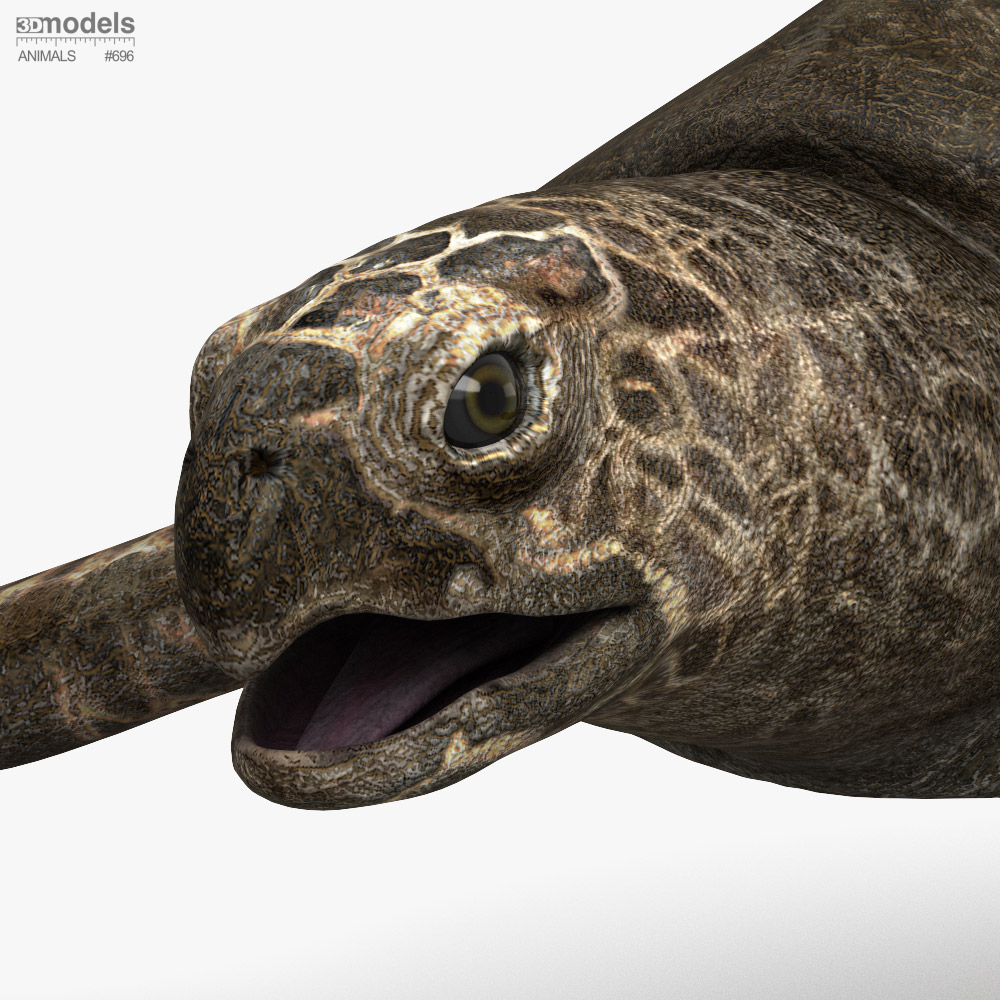 Archelon 3D model - Download Reptile on 3DModels.org