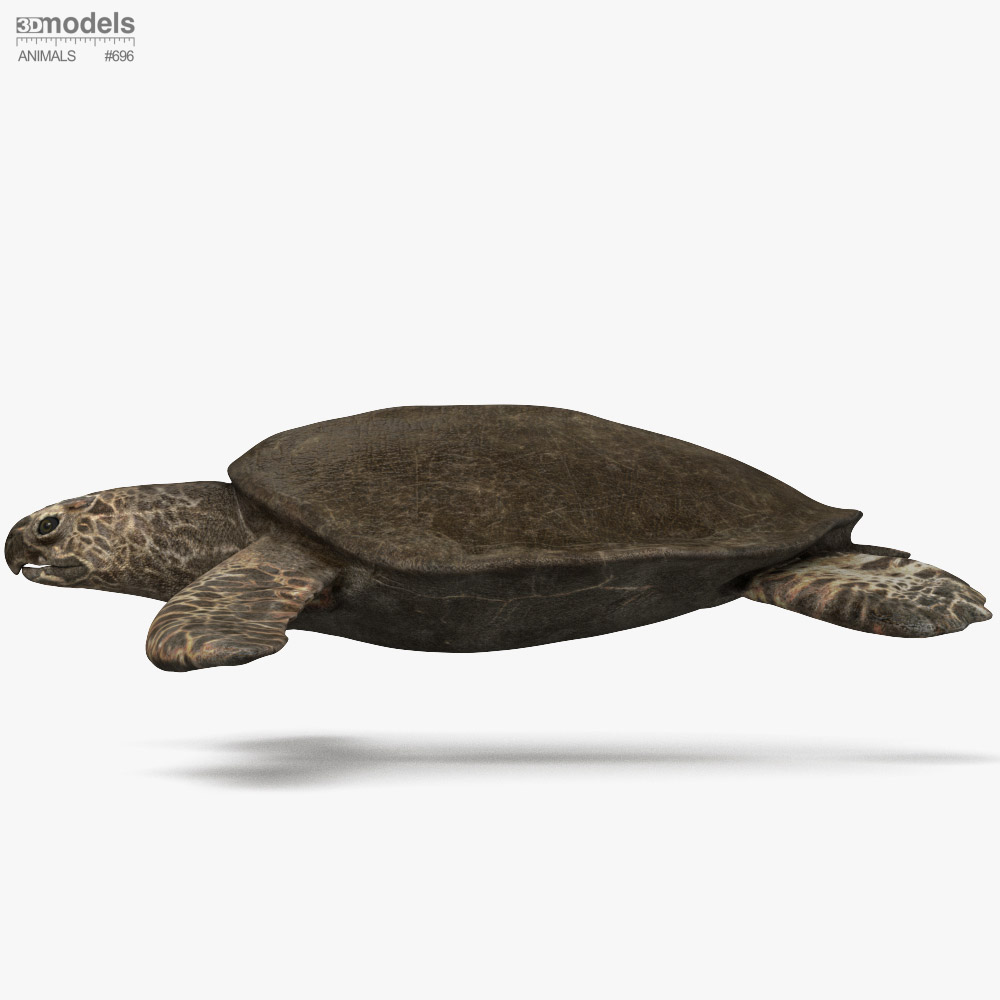 Archelon 3D model - Download Reptile on 3DModels.org