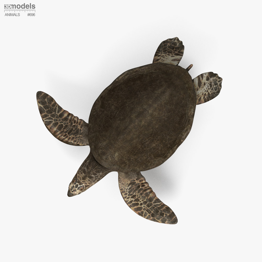 Archelon 3D model - Download Reptile on 3DModels.org