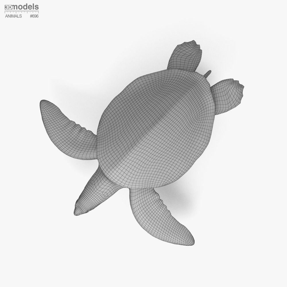 Archelon 3D model - Download Reptile on 3DModels.org