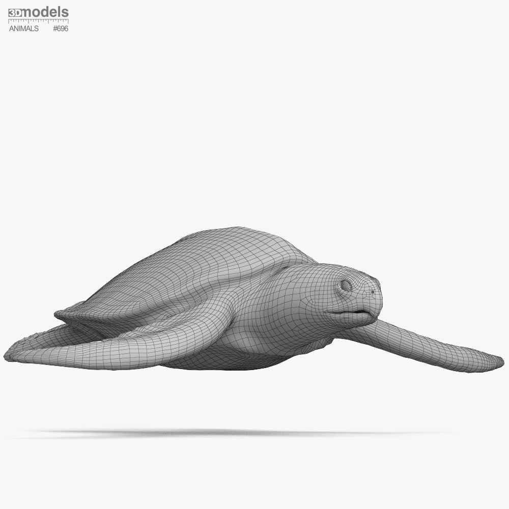 Archelon 3D model - Download Reptile on 3DModels.org