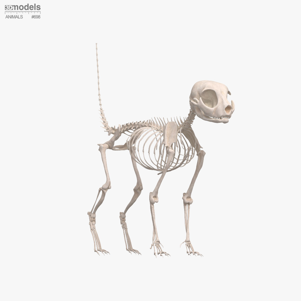 Cat Skeleton 3D model - Download Mammals on 3DModels.org