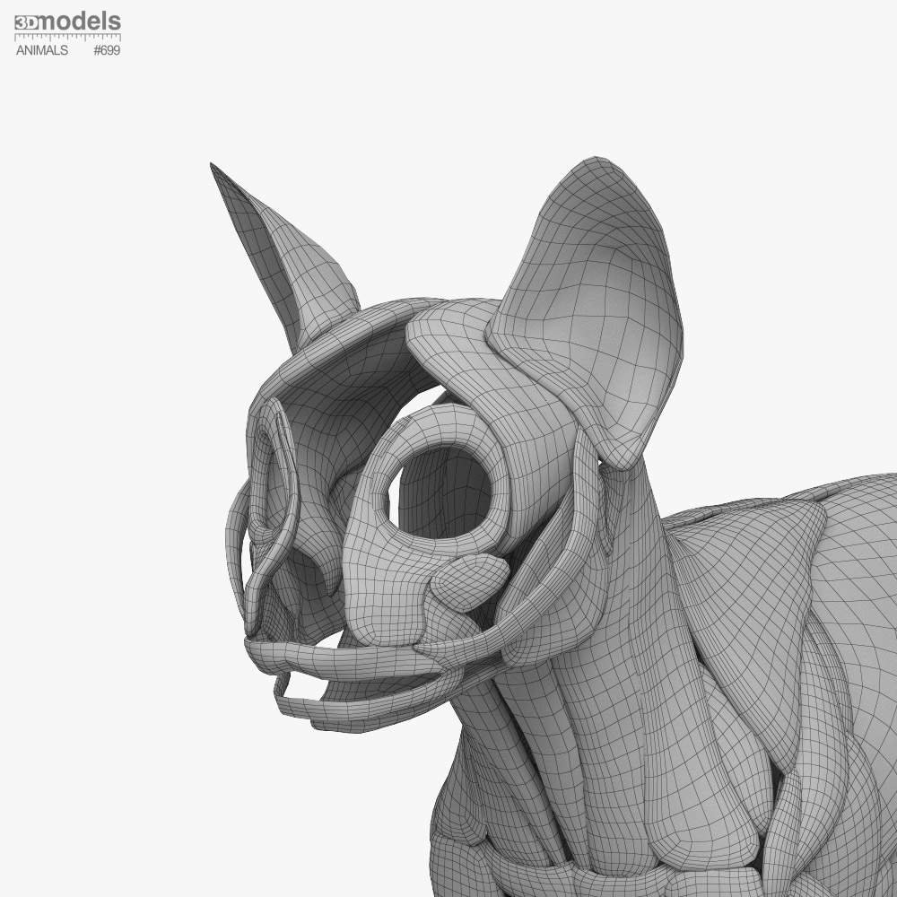 Cat Muscular System 3D model - Download Mammals on 3DModels.org