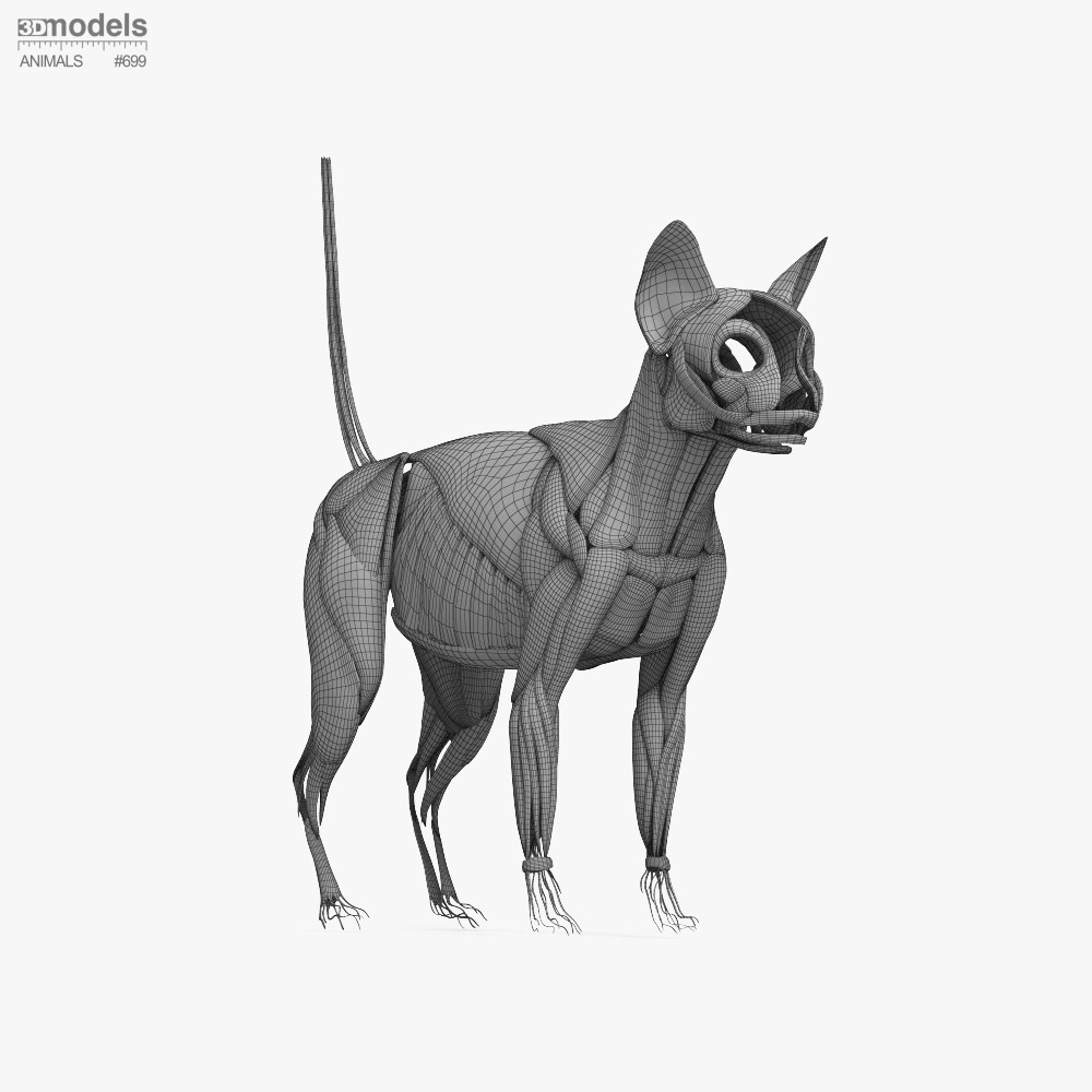 Cat Muscular System 3D model - Download Mammals on 3DModels.org