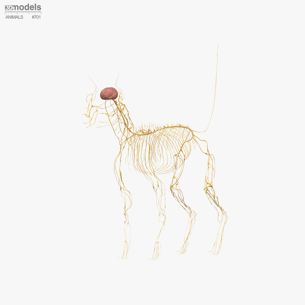 Cat Nervous System 3D model - Download Mammals on 3DModels.org