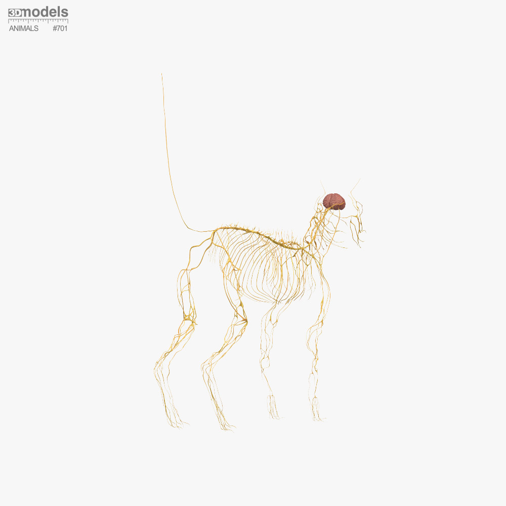 Cat Nervous System 3D model - Download Mammals on 3DModels.org