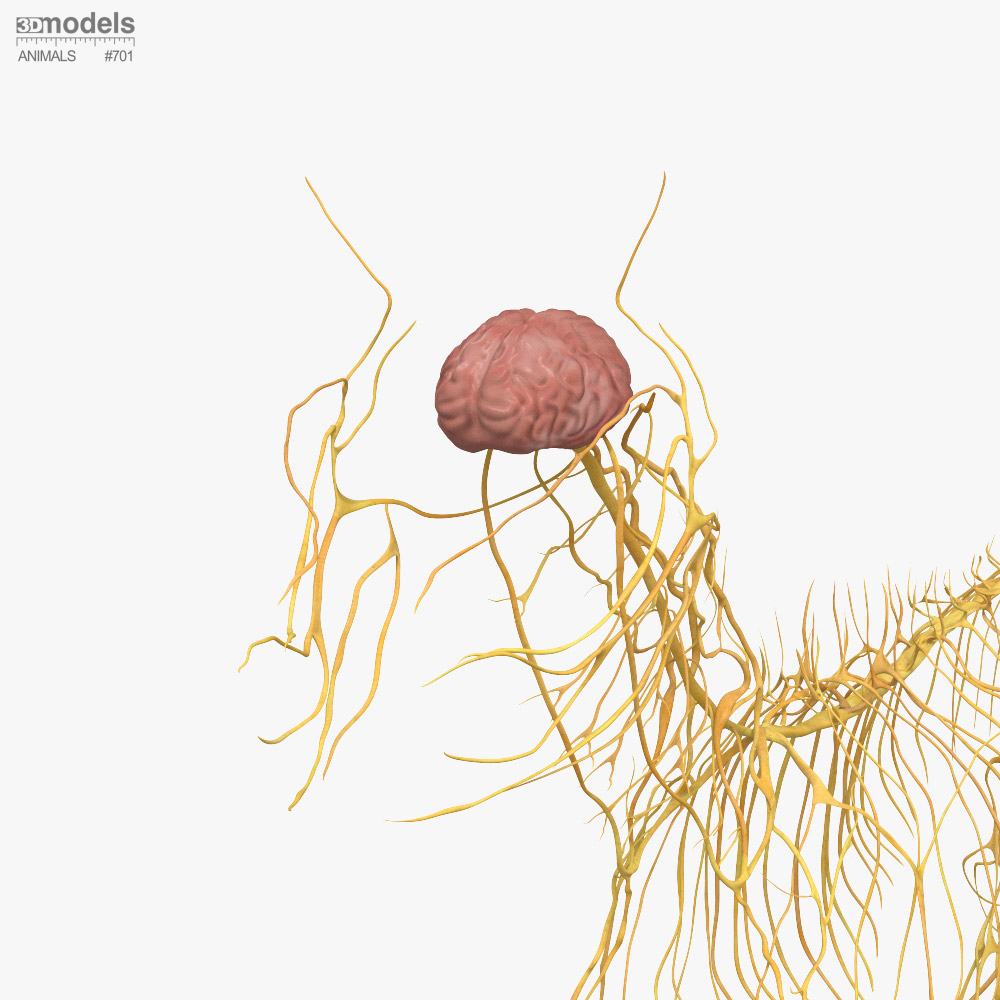 Cat Nervous System 3D model - Download Mammals on 3DModels.org