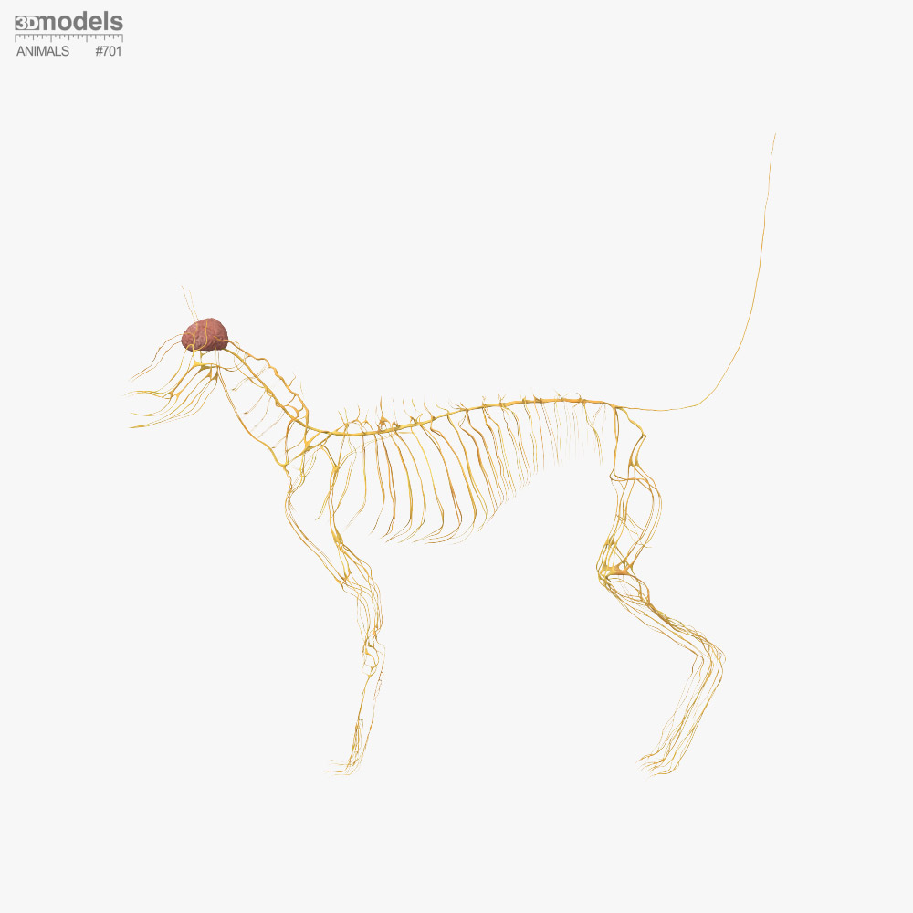 Sistema Nervioso del Gato Modelo 3D - Descargar Mammalia on 3DModels.org
