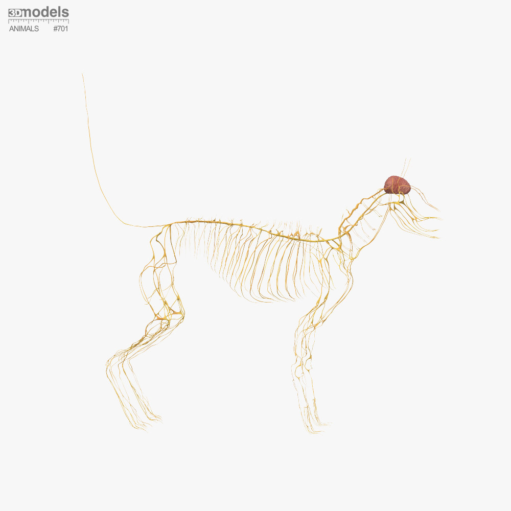 Sistema Nervioso del Gato Modelo 3D - Descargar Mammalia on 3DModels.org