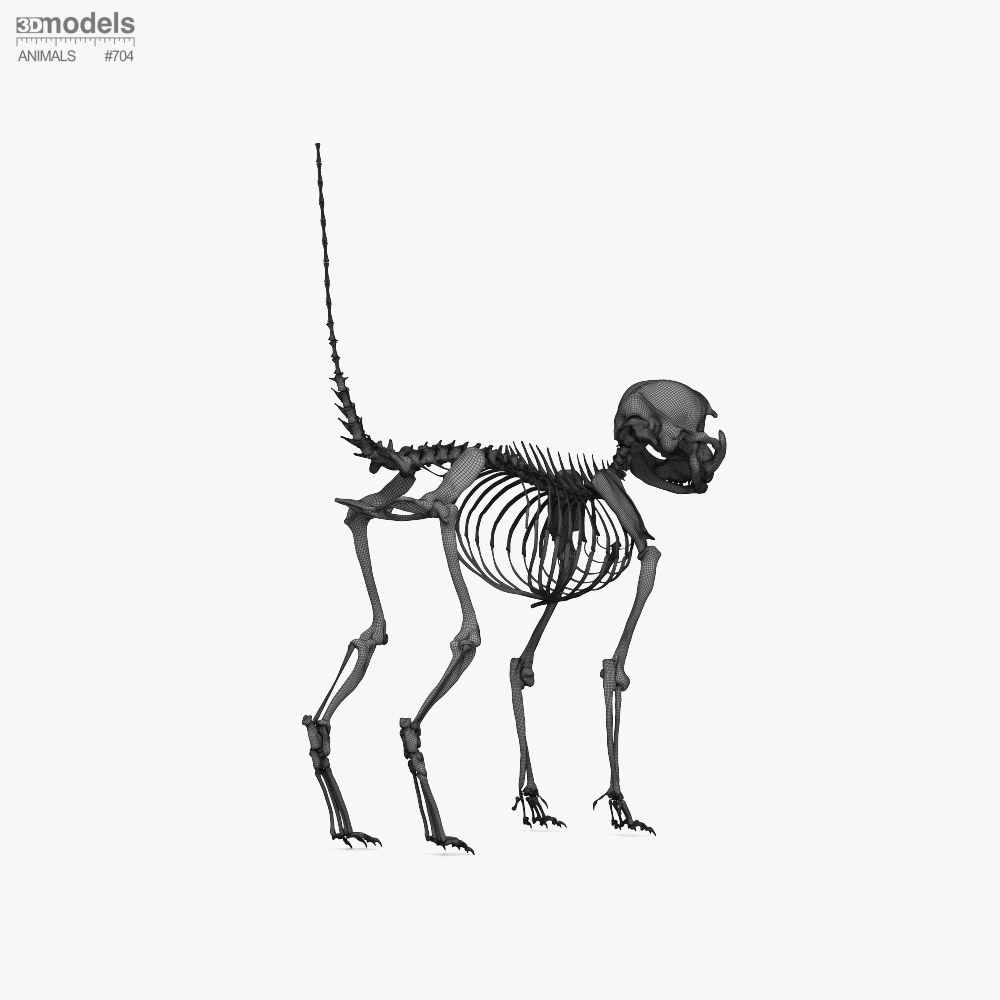 Complete Cat Anatomy 3D model - Download Mammals on 3DModels.org