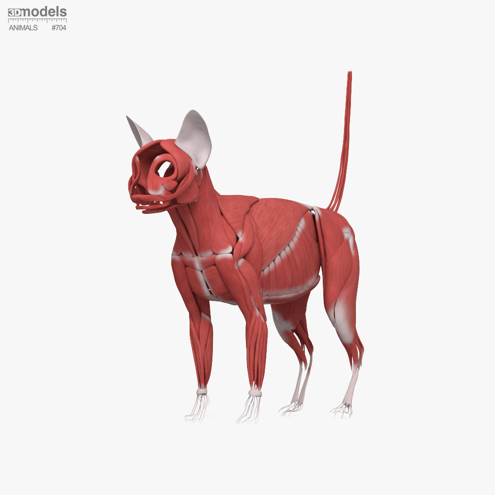 Complete Cat Anatomy 3D model - Download Mammals on 3DModels.org