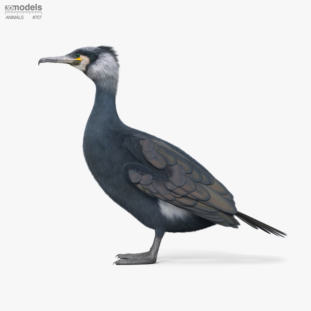 Great Cormorant 3D model - Download Birds on 3DModels.org