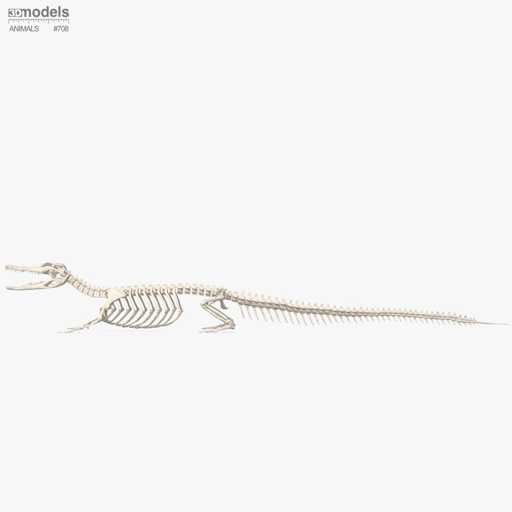Crocodile Skeleton 3D model - Download Reptile on 3DModels.org