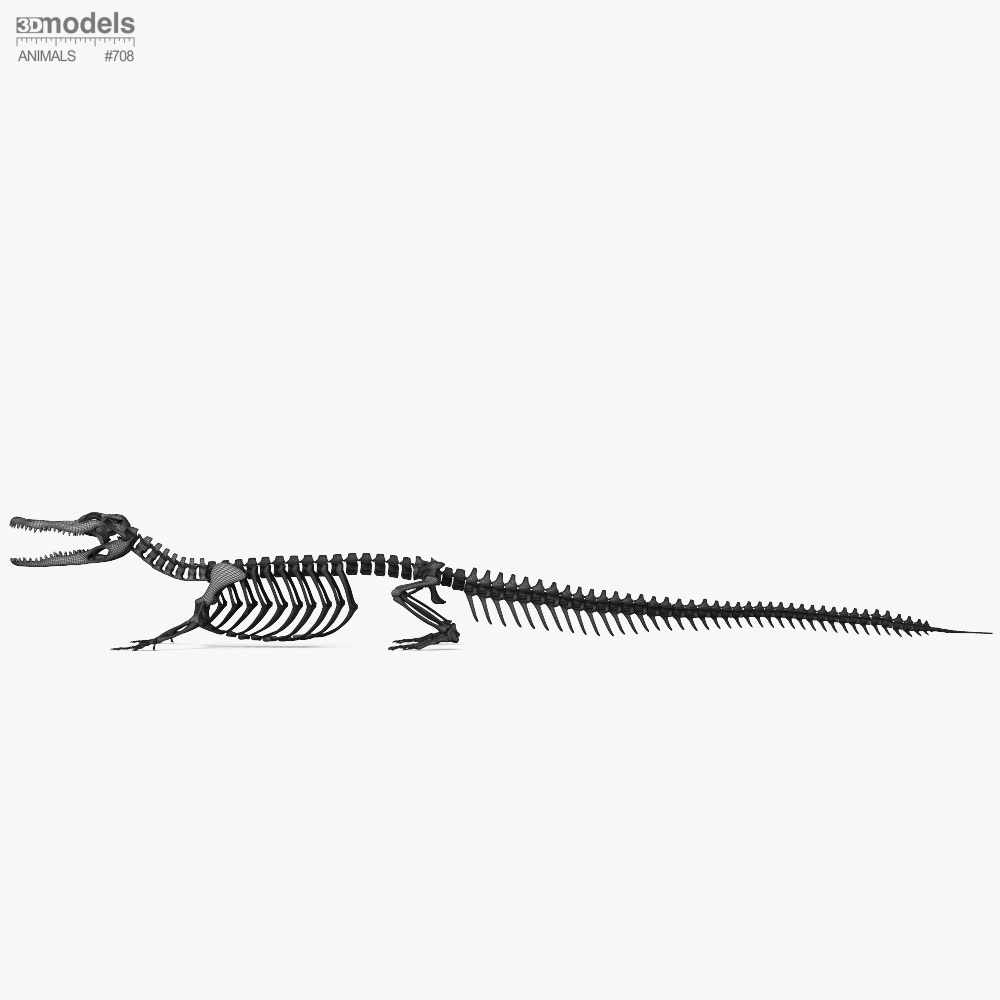 Crocodile Skeleton 3D model - Download Reptile on 3DModels.org