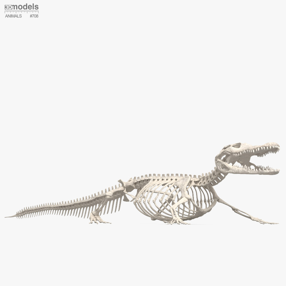 Crocodile Skeleton 3D model - Download Reptile on 3DModels.org