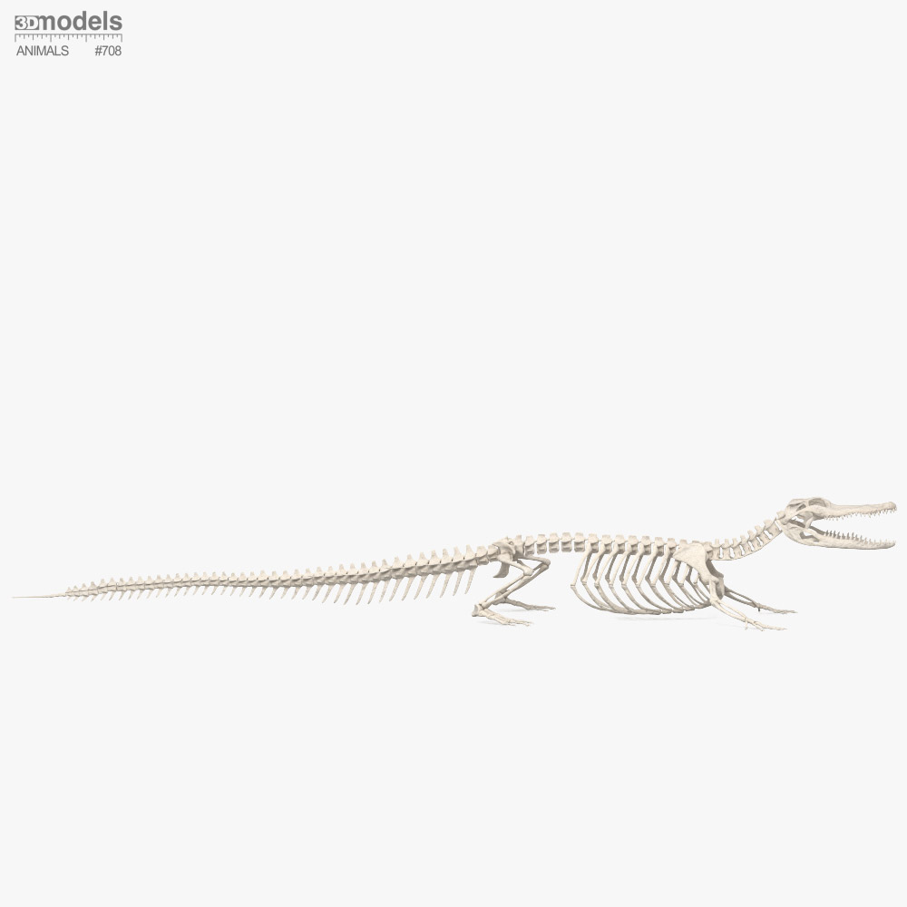 Crocodile Skeleton 3D model - Download Reptile on 3DModels.org