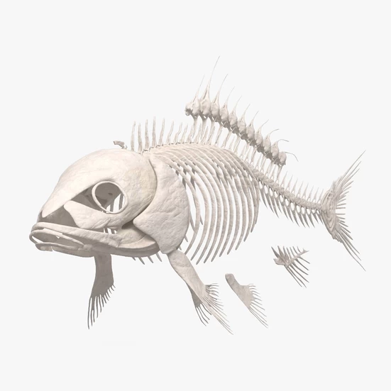 Animal skeleton 3D Models Download - 3DModels.org