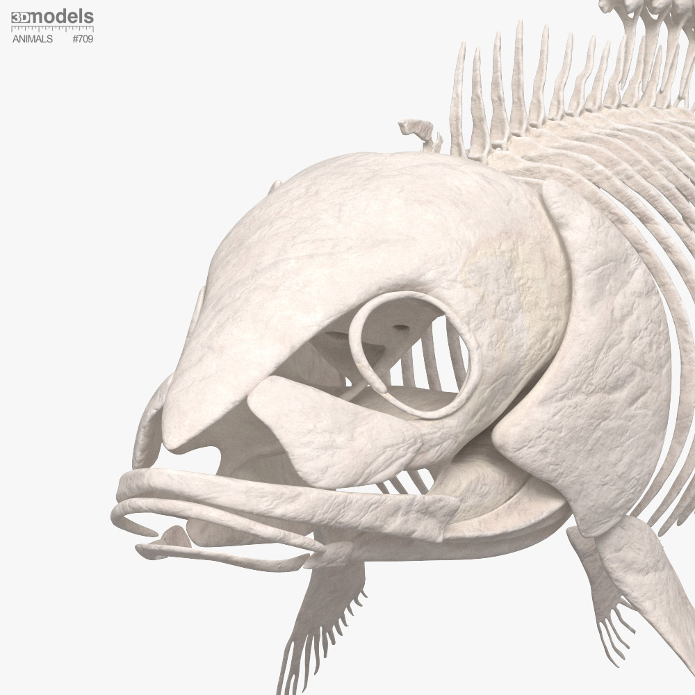 Fish Skeleton 3D model - Download Fish on 3DModels.org
