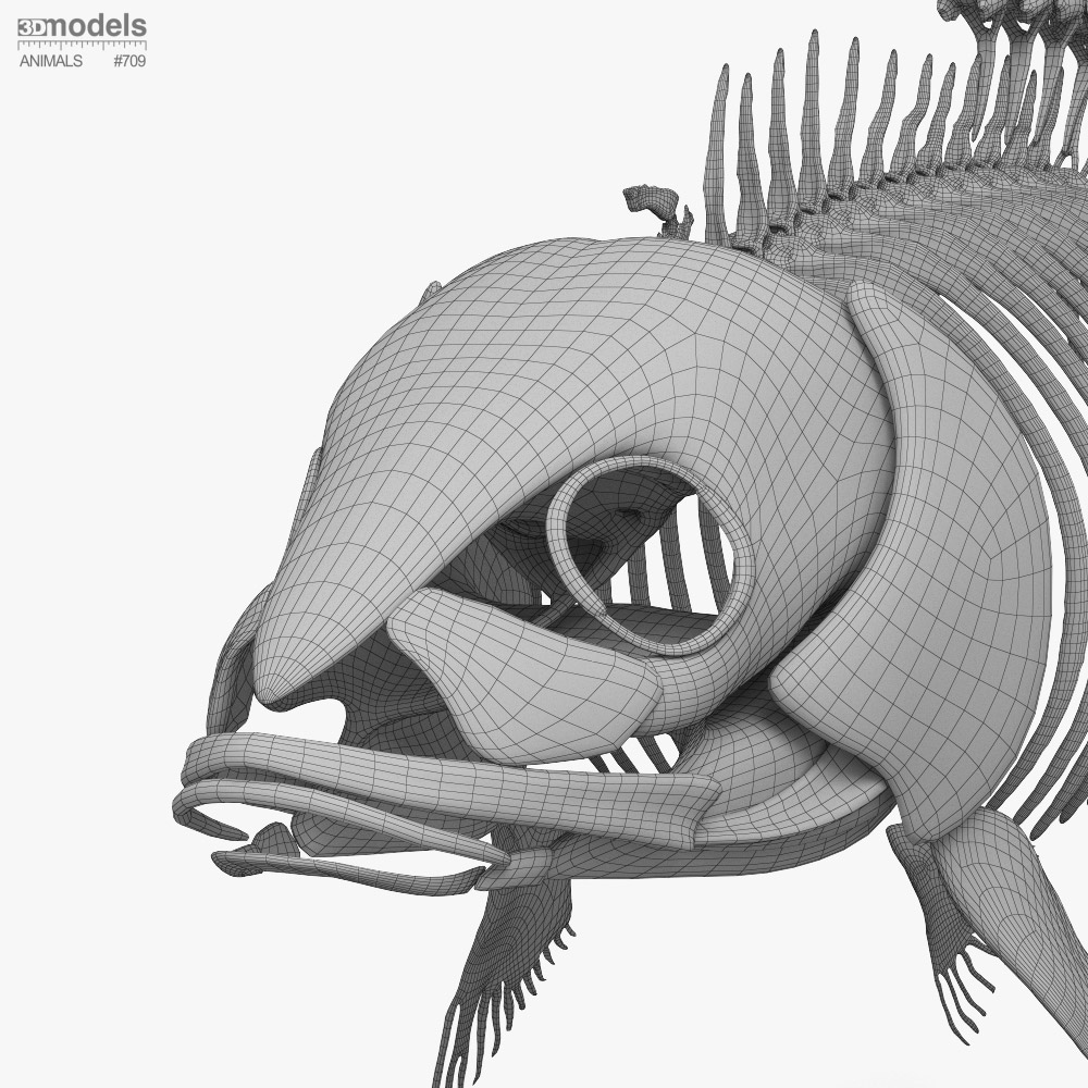 Fish Skeleton 3D model - Download Fish on 3DModels.org