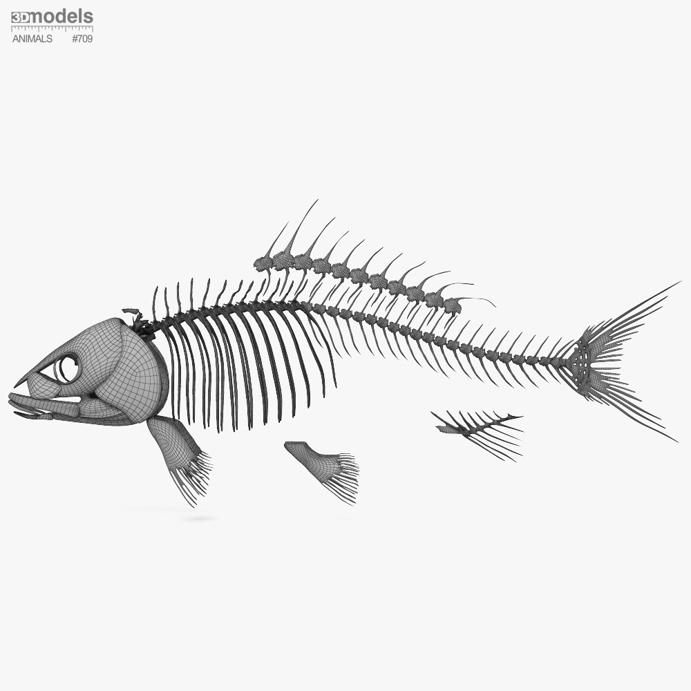 Fish Skeleton 3D model - Download Fish on 3DModels.org
