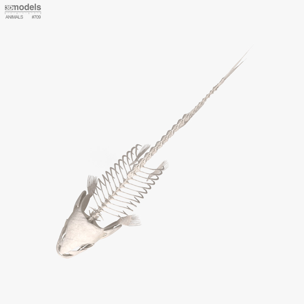 Fish Skeleton 3D model - Download Fish on 3DModels.org