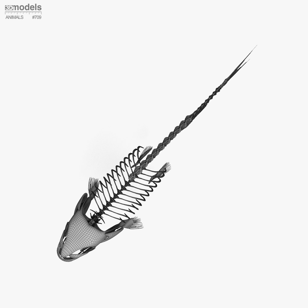 Fish Skeleton 3D model - Download Fish on 3DModels.org