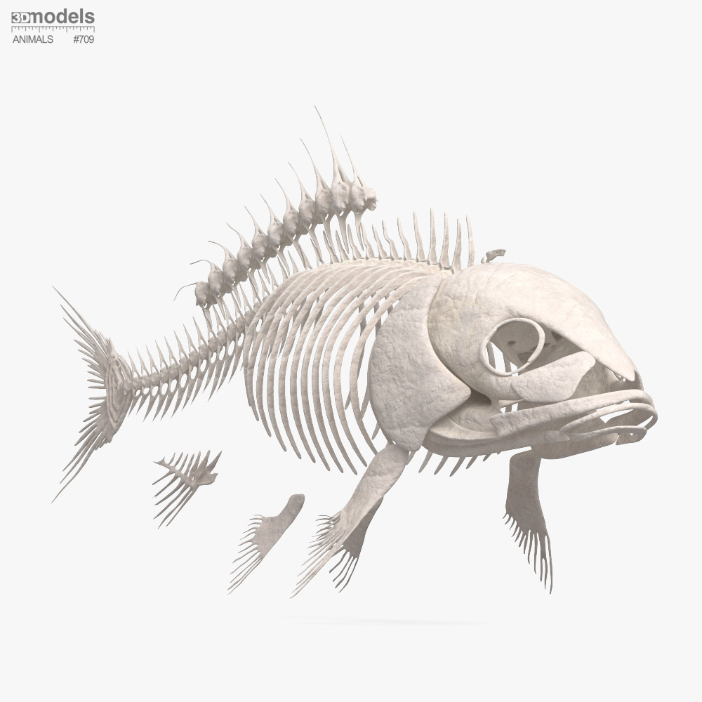 Fish Skeleton 3D model - Download Fish on 3DModels.org