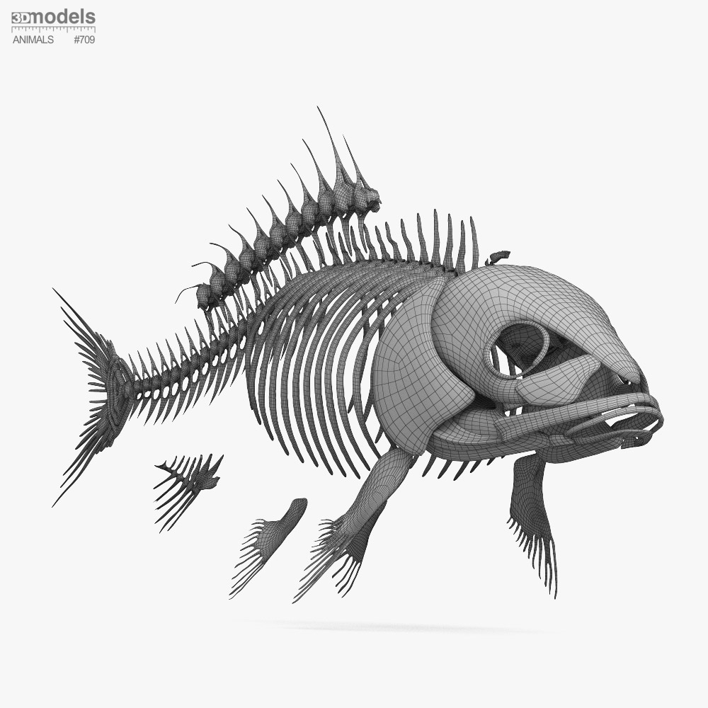 Esqueleto De Peixe