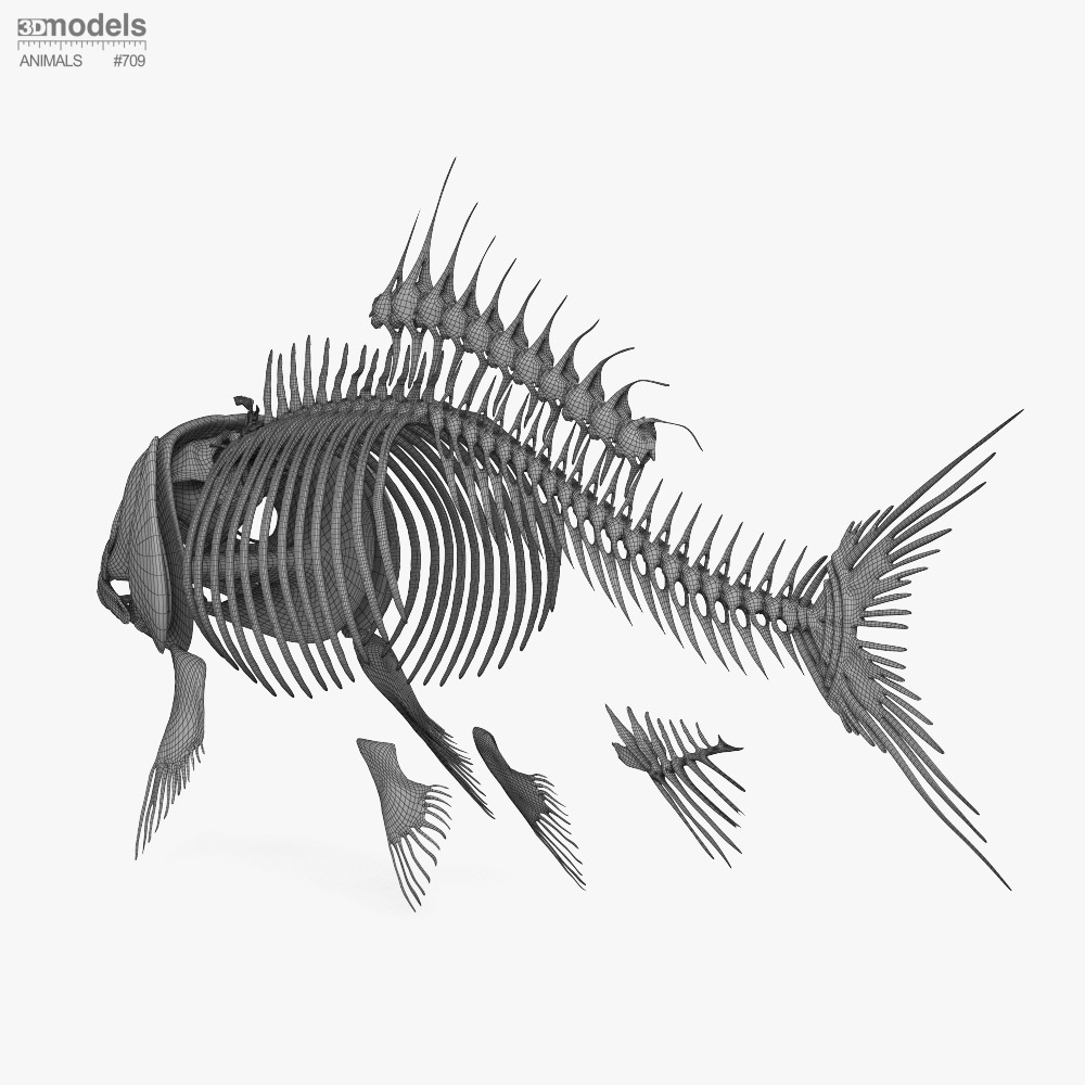Fish Skeleton 3D model - Download Fish on 3DModels.org