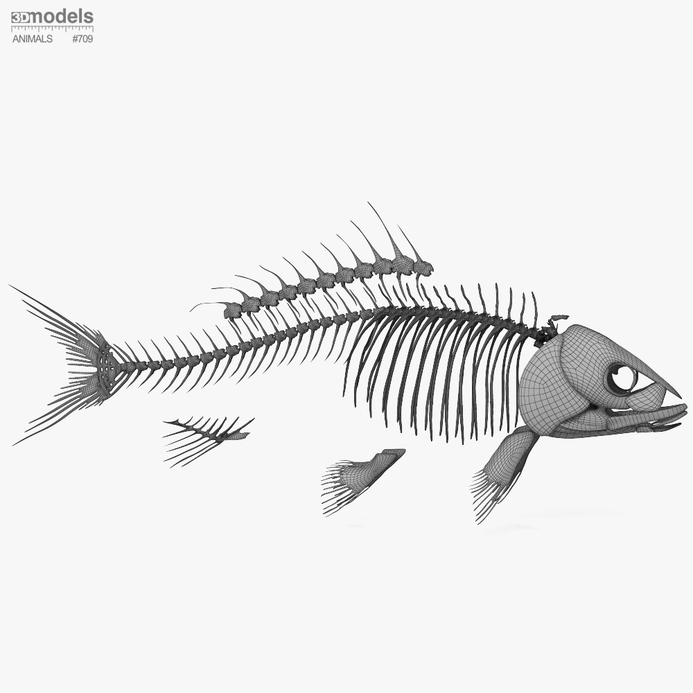Fish Skeleton 3D model - Download Fish on 3DModels.org
