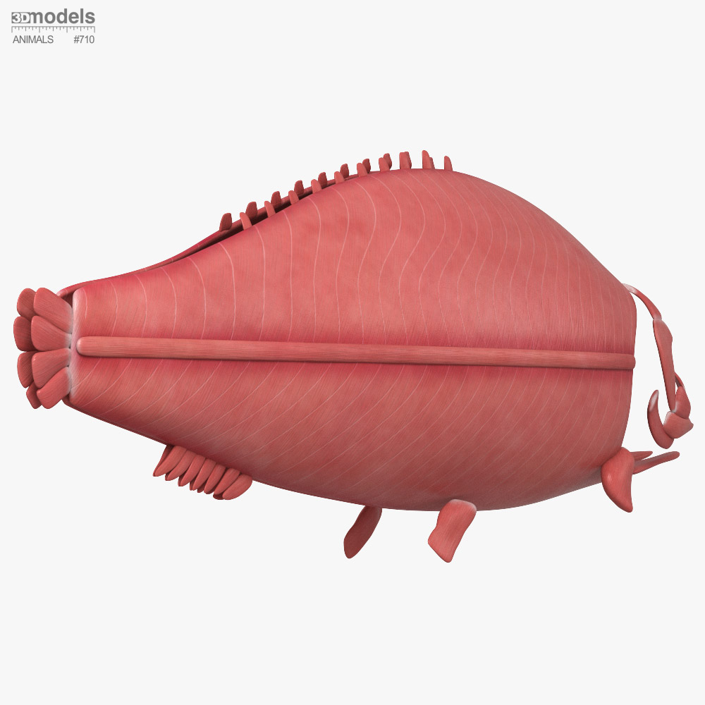Sistema Muscular Del Pez Modelo 3D - Descargar Pescados activado ...