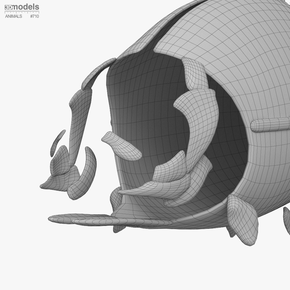 Sistema Muscular Del Pez Modelo 3D - Descargar Pescados activado ...