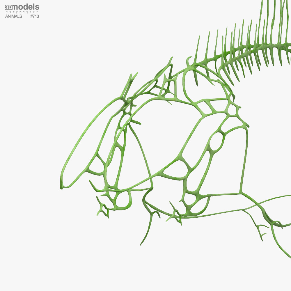 Fish Lymphatic System 3D model - Download Fish on 3DModels.org