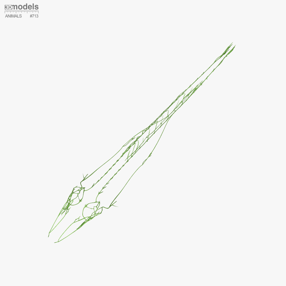 Fish Lymphatic System 3D model - Download Fish on 3DModels.org