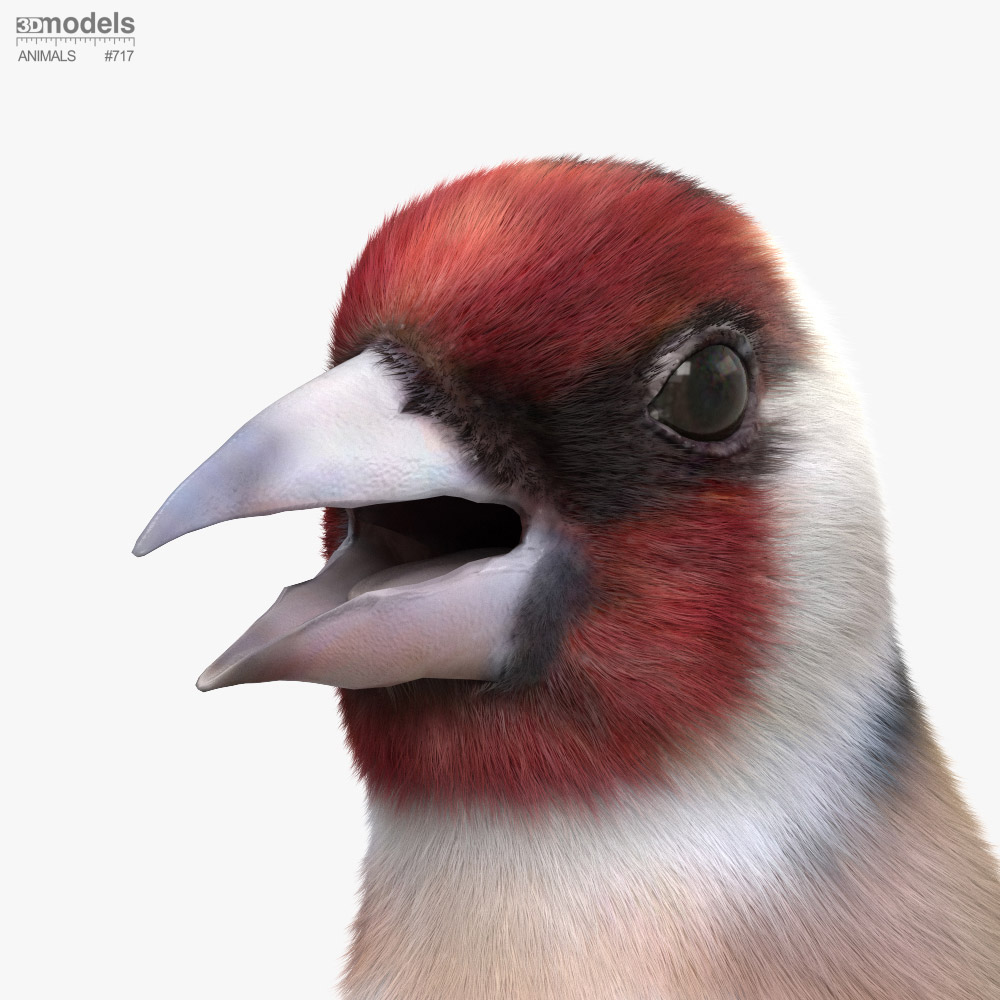 European Goldfinch 3D model - Download Birds on 3DModels.org
