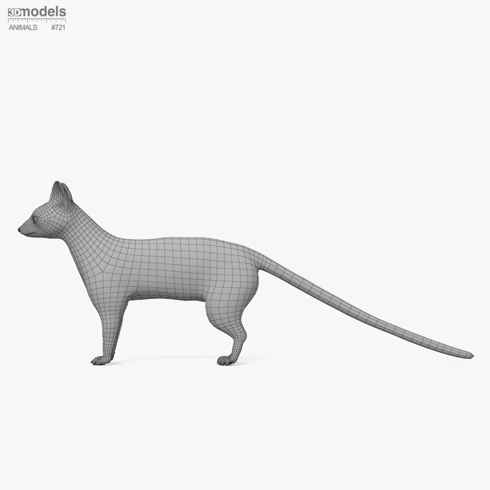 Ringtail Modèle 3D - Télécharger Mammifères on 3DModels.org