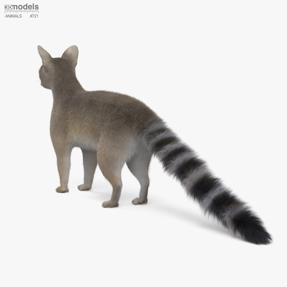 Ringtail 3D model - Download Mammals on 3DModels.org