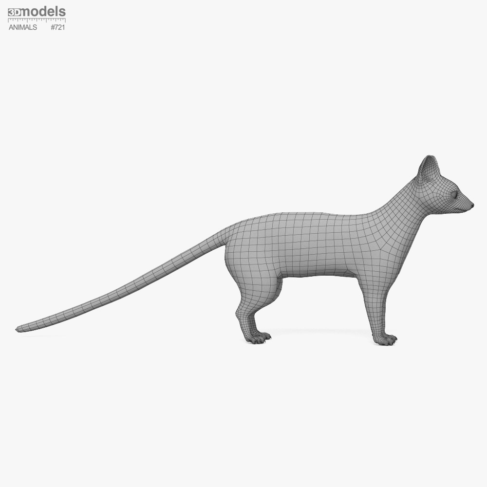 Ringtail 3D model - Download Mammals on 3DModels.org