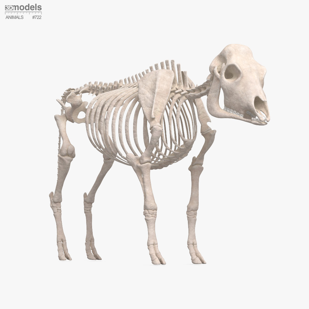 Cow Skeleton 3D model - Download Mammals on 3DModels.org