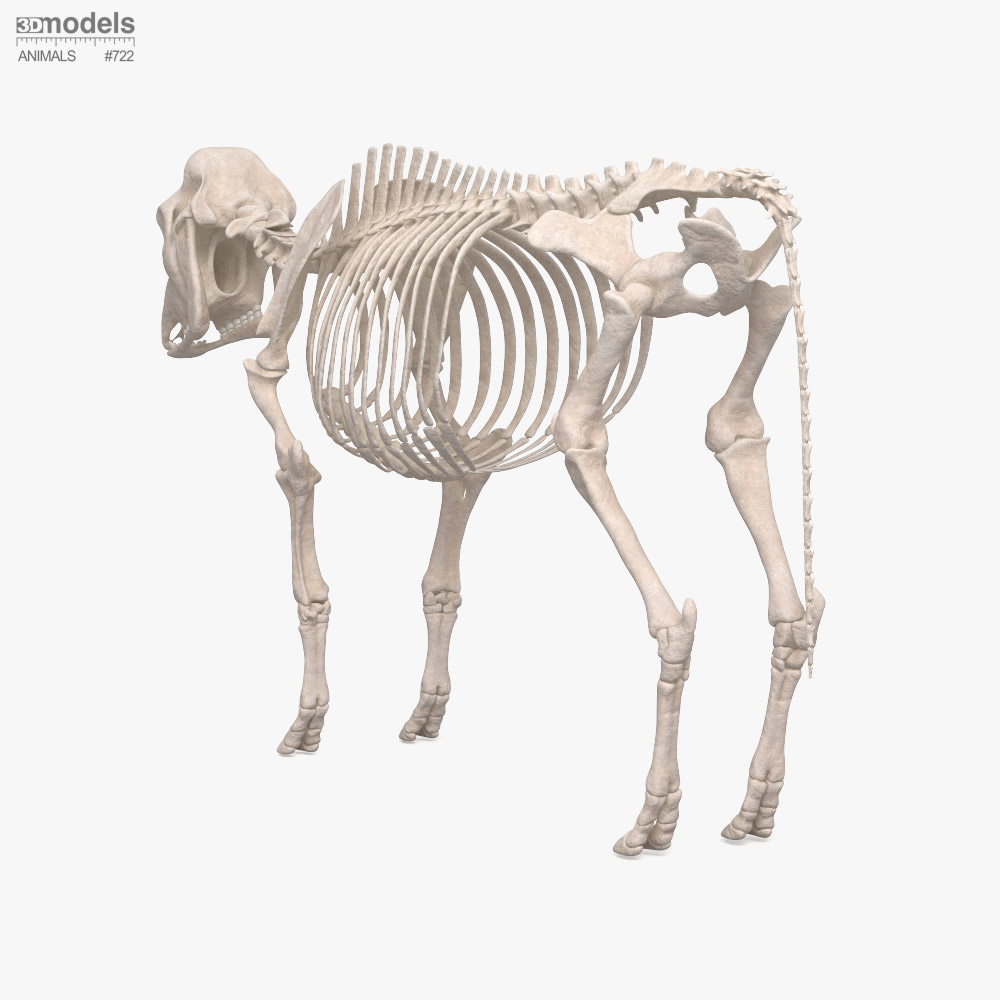 Cow Skeleton 3D model - Download Mammals on 3DModels.org