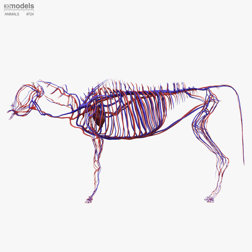 Cow Circulatory System 3D模型 - 下载 哺乳动物 on 3DModels.org