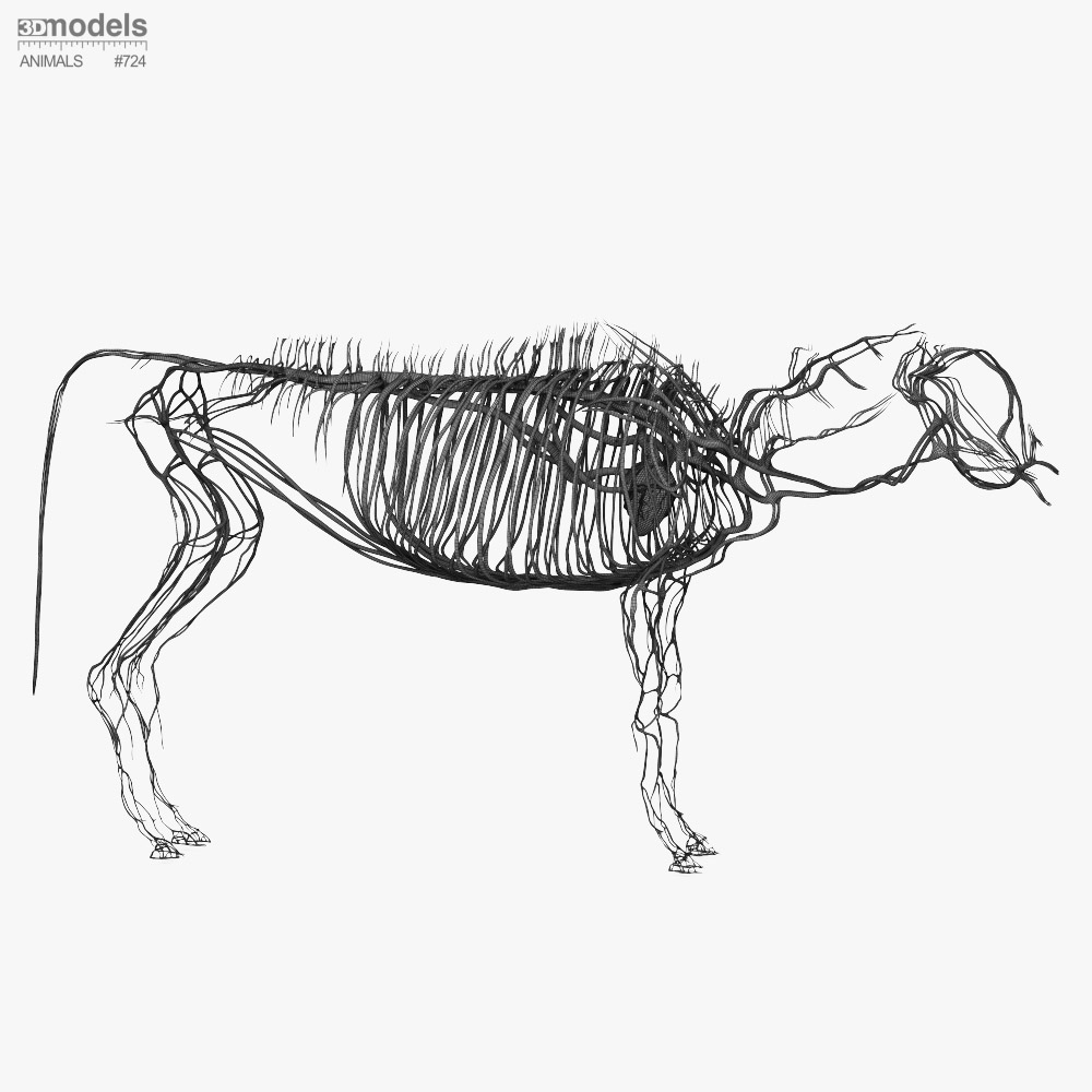 Cow Circulatory System 3D model - Download Mammals on 3DModels.org