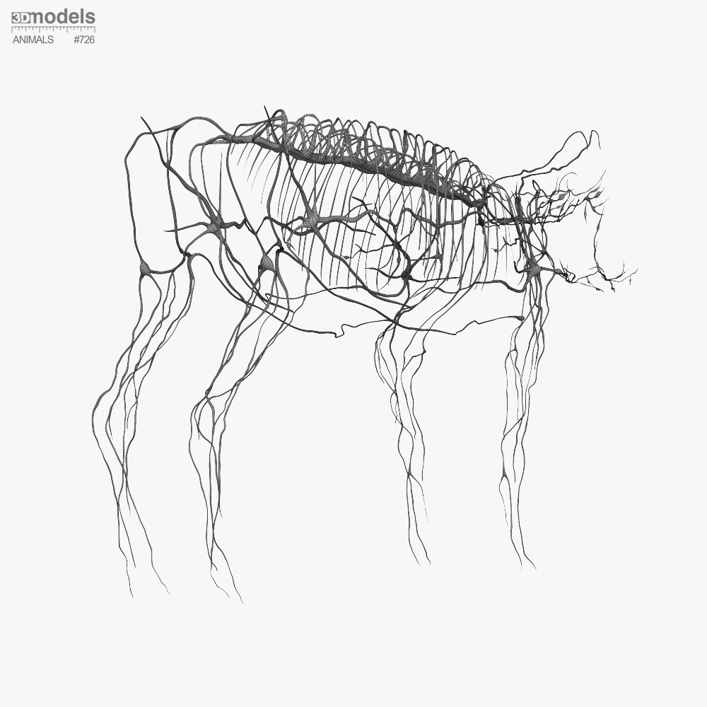 Sistema Linfático de la Vaca Modelo 3D - Descargar Mammalia on 3DModels.org