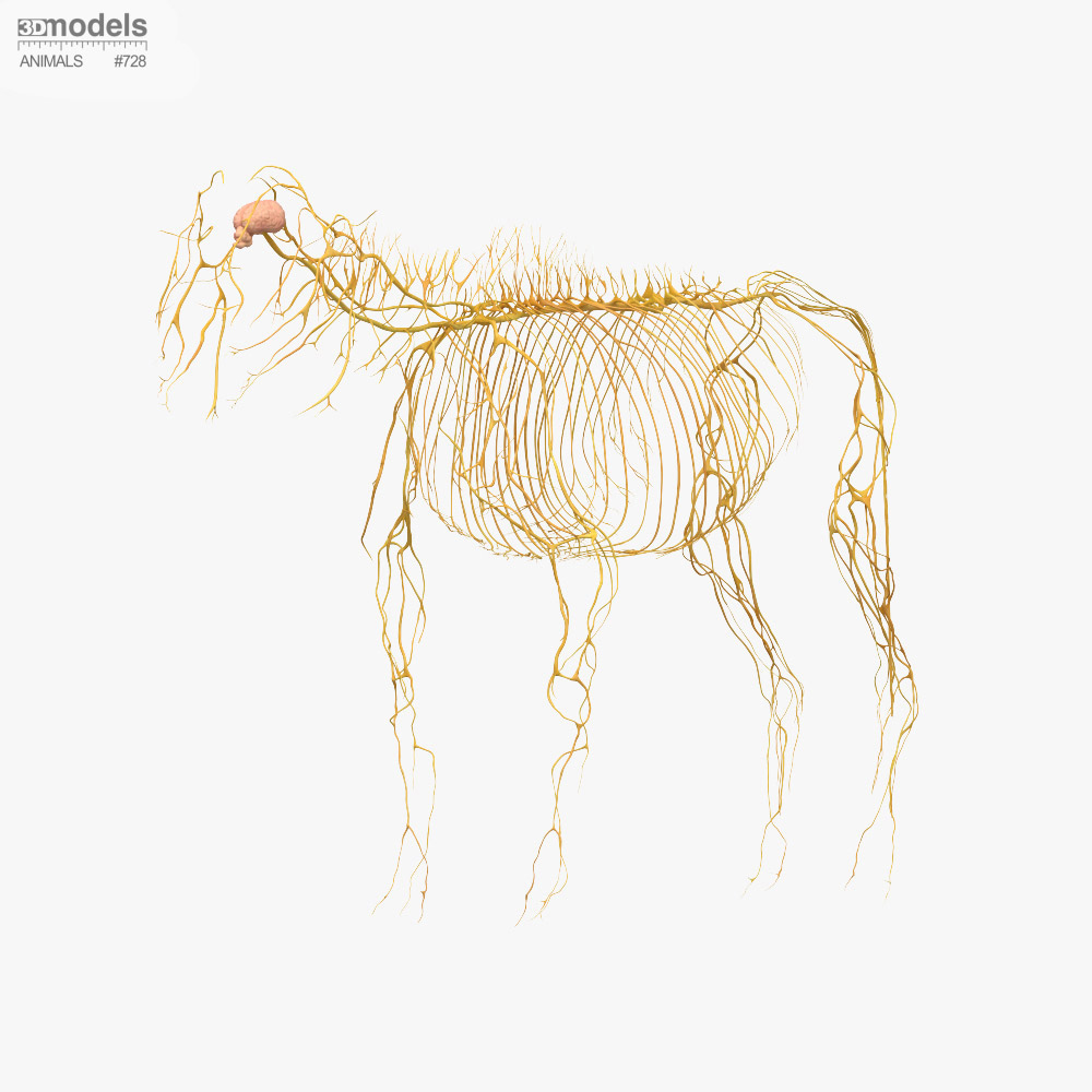 Complete Cow Anatomy 3D model - Download Mammals on 3DModels.org