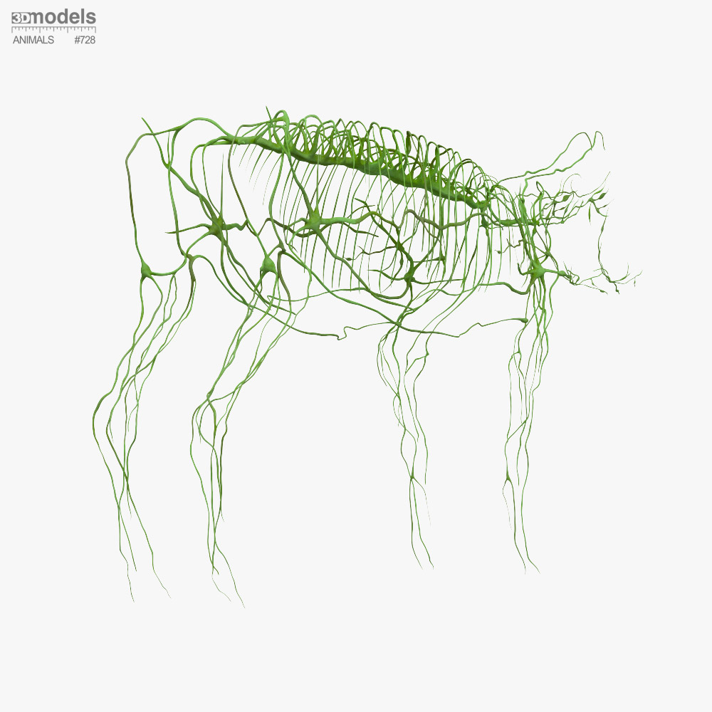 Complete Cow Anatomy 3D model - Download Mammals on 3DModels.org