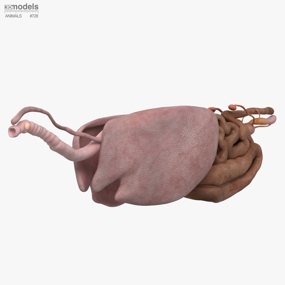 Complete Cow Anatomy 3D model - Download Mammals on 3DModels.org