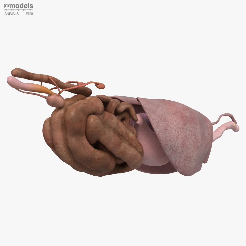 Complete Cow Anatomy 3D model - Download Mammals on 3DModels.org