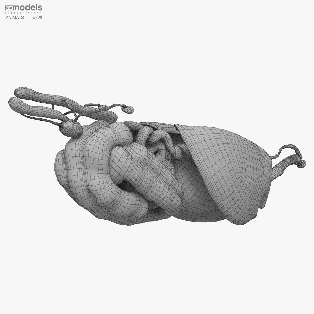 Complete Cow Anatomy 3D model - Download Mammals on 3DModels.org