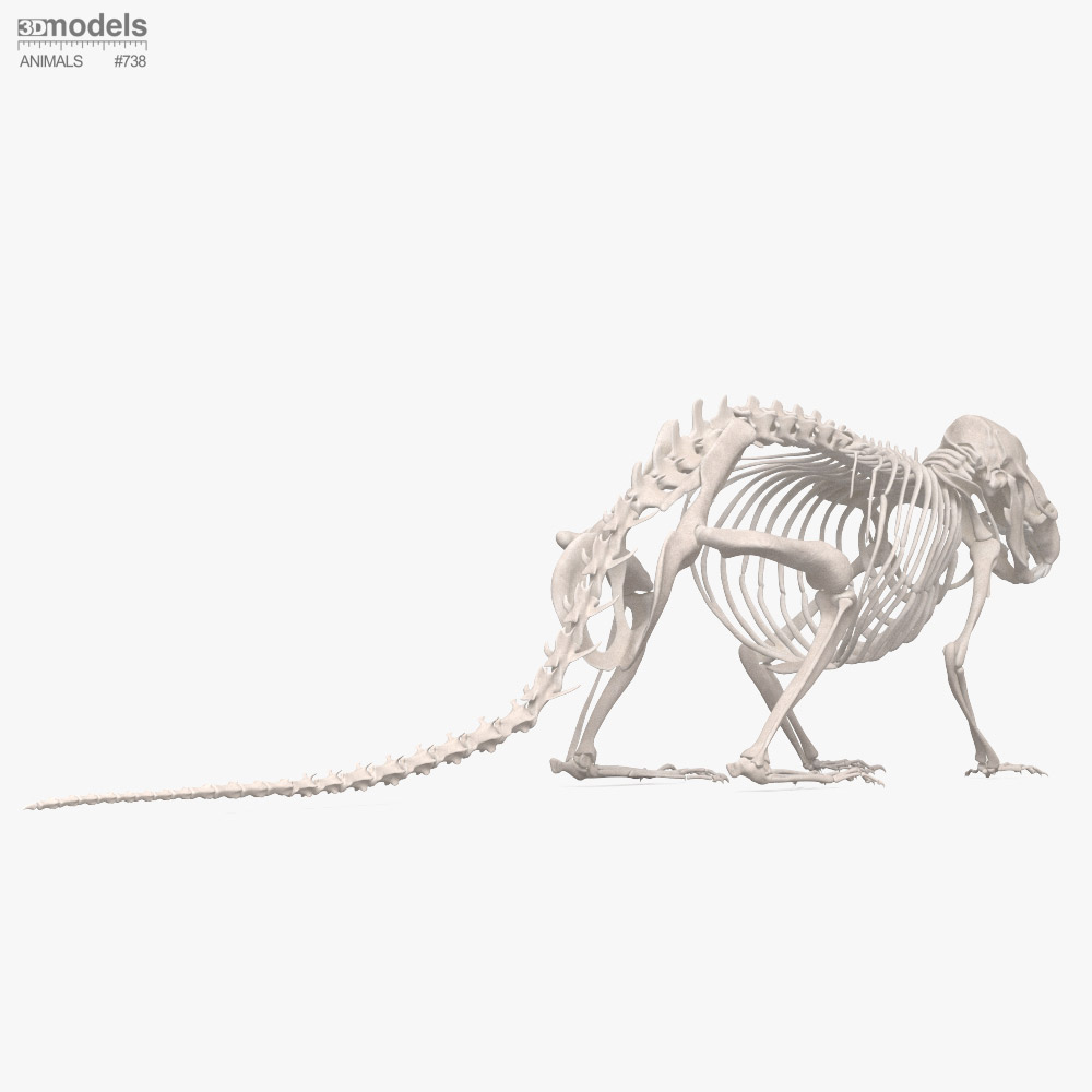 Diagrama De Anatomía Muscular Del Ratón